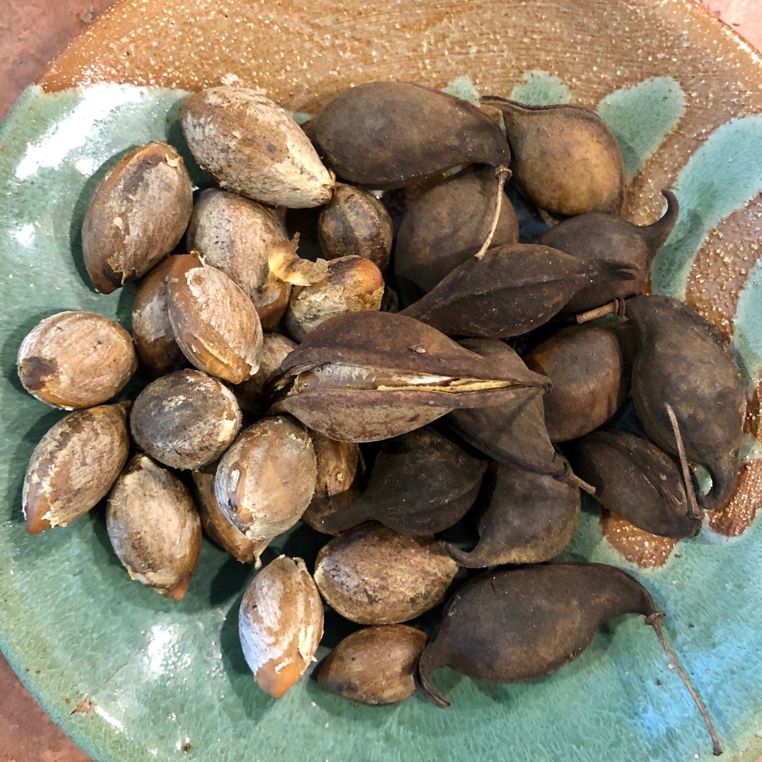 Yeheb nut seeds | Madre Chocolate Hawaii