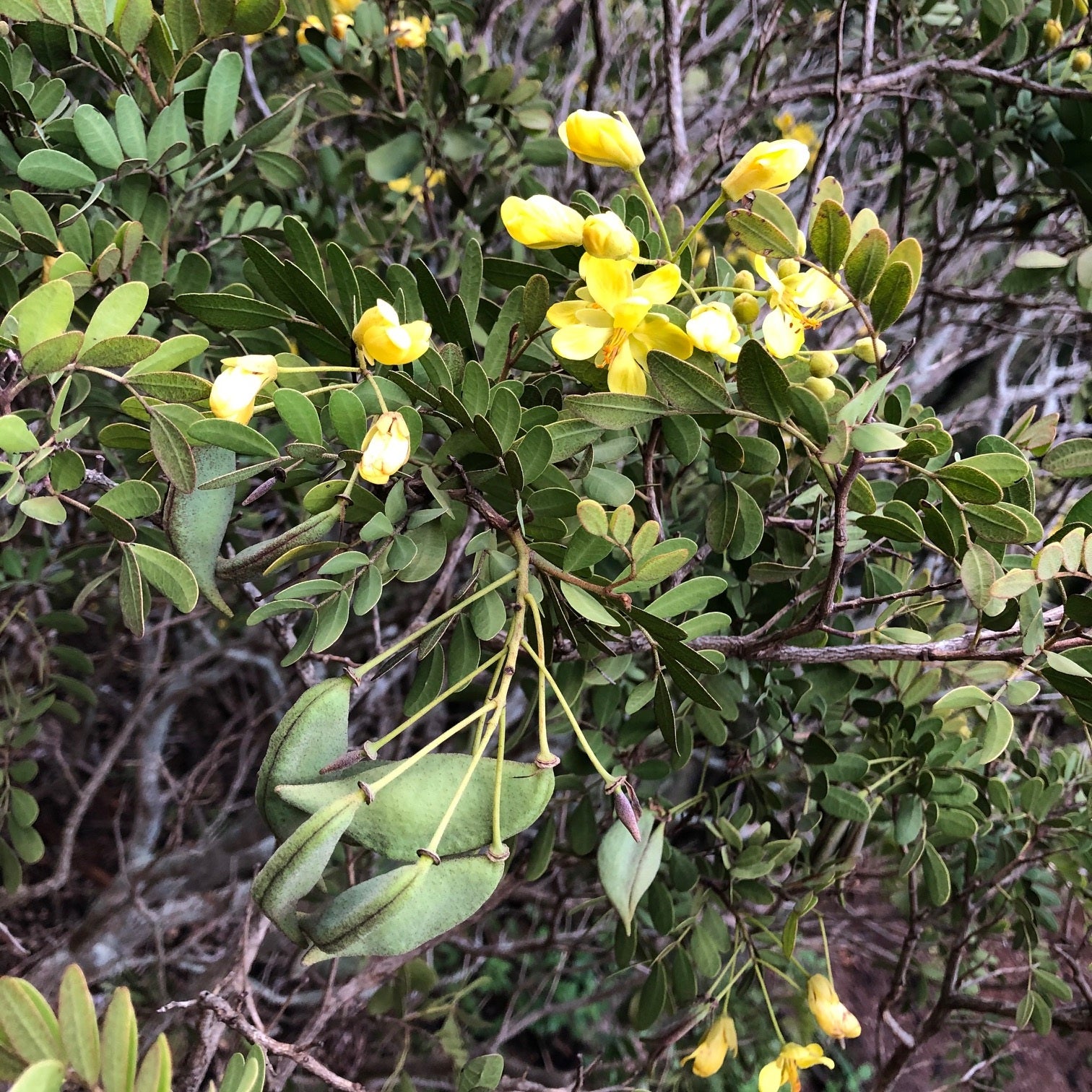 Yeheb nut seeds | Madre Chocolate Hawaii