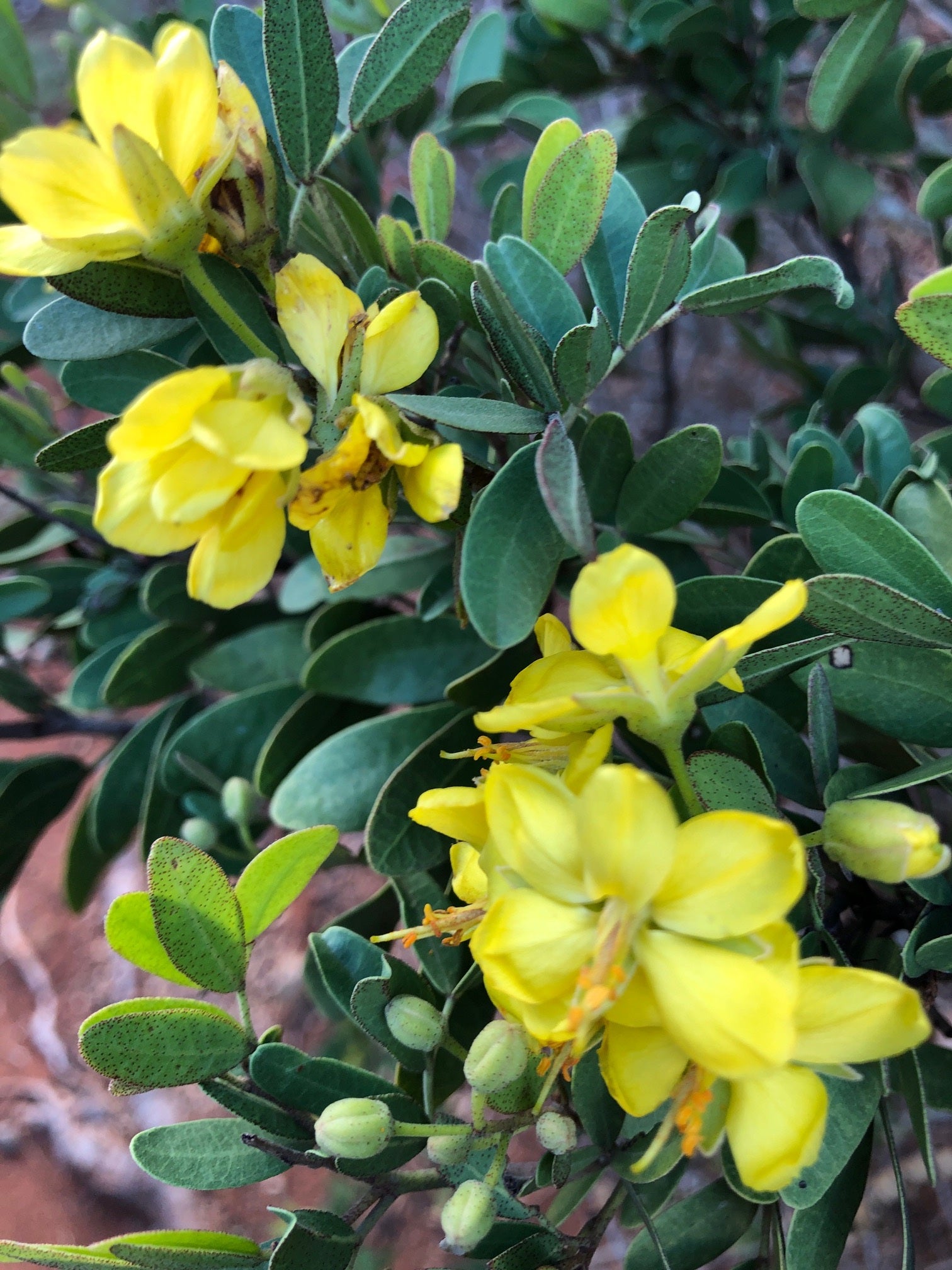 Yeheb nut seeds | Madre Chocolate Hawaii