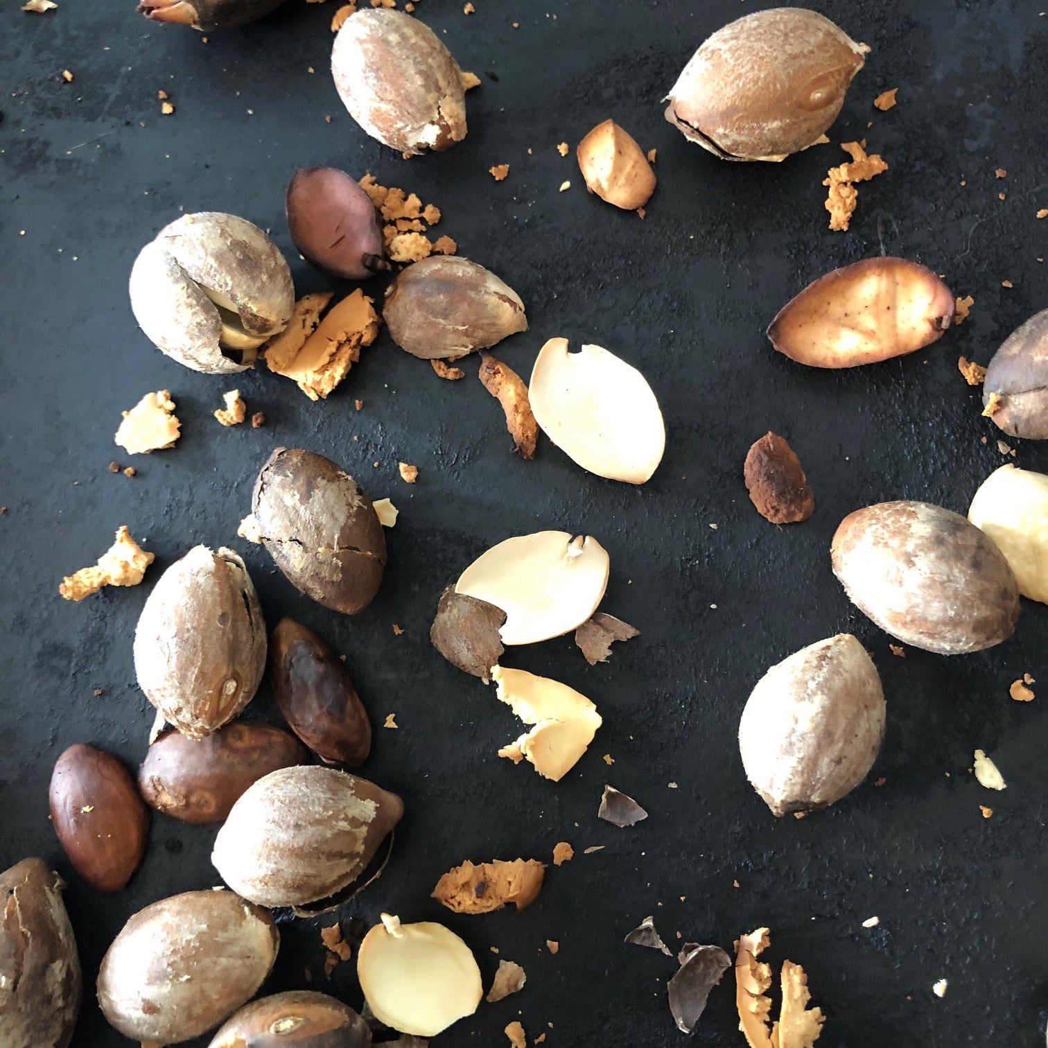 Yeheb nut seeds | Madre Chocolate Hawaii